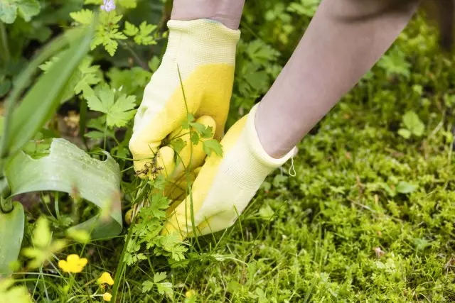 Fuck Weeds