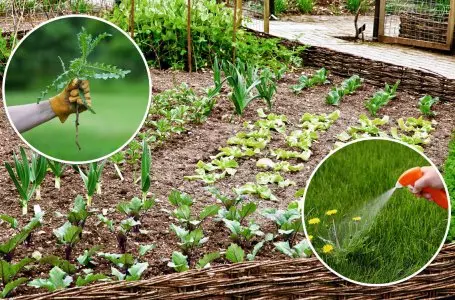 Pourquoi les mauvaises herbes ne peuvent pas être laissées sur les crêtes pour l'hiver 10473_9