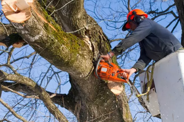 Comment couper un arbre et ne pas aller bien