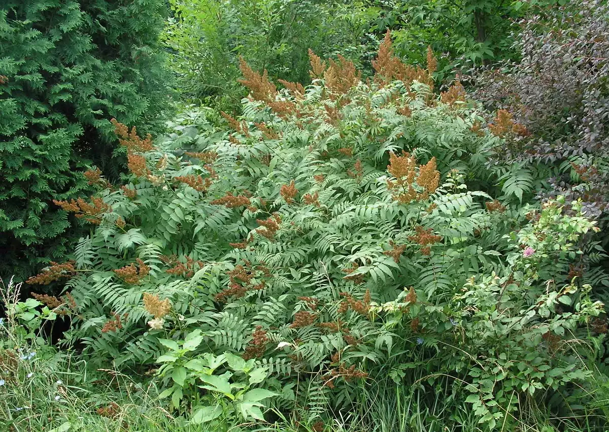 Inflorescences kavu juu ya rubbinnik.