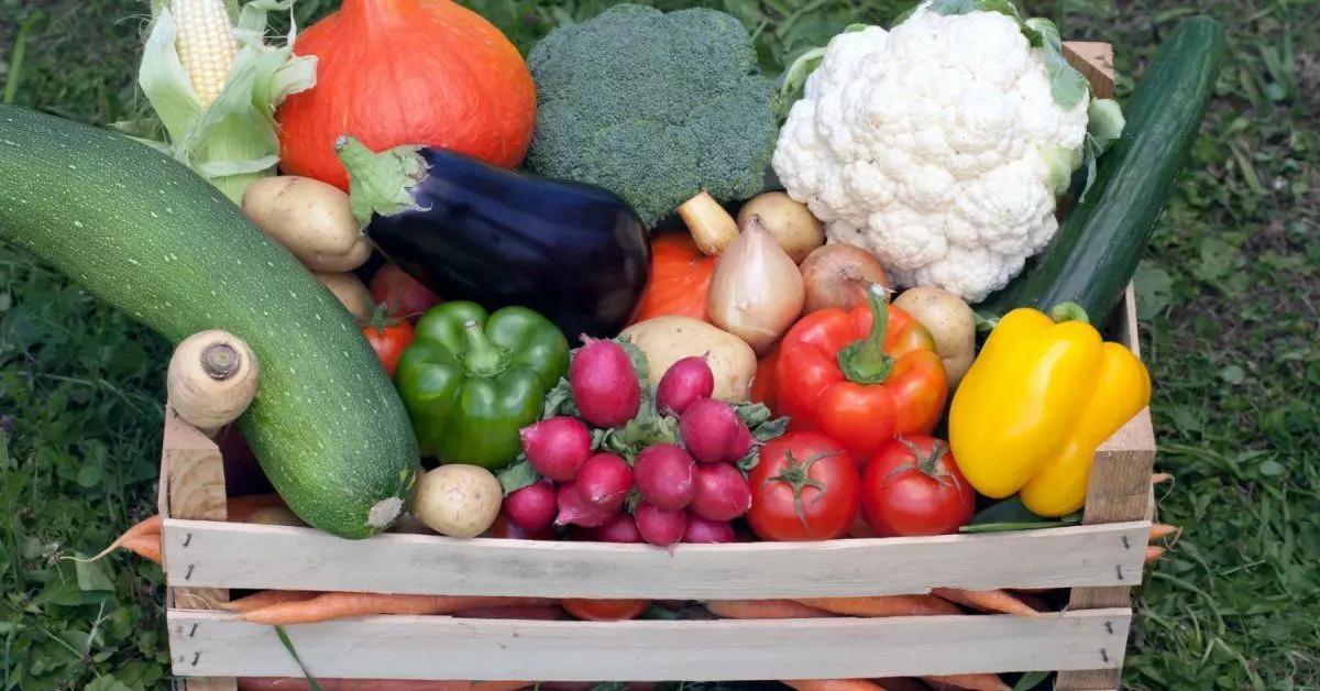 Vue d'ensemble des variétés les plus populaires et des hybrides de légumes du magasin