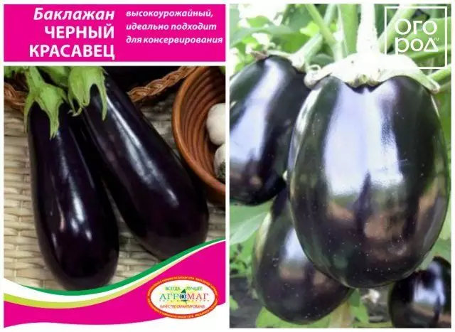 Eggplant black beauties.