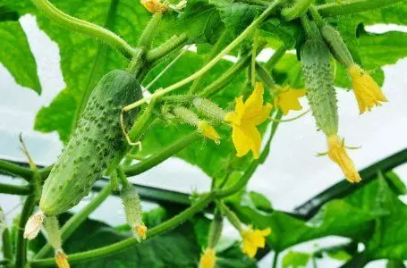 Cucumbers - Nakhodka maka Dacket 10485_3