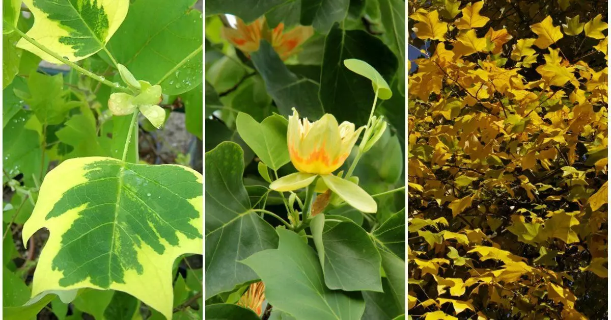 Lyriodendron