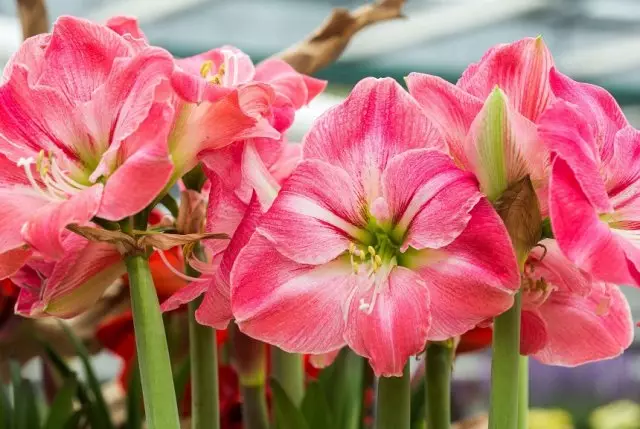 Amaryllis