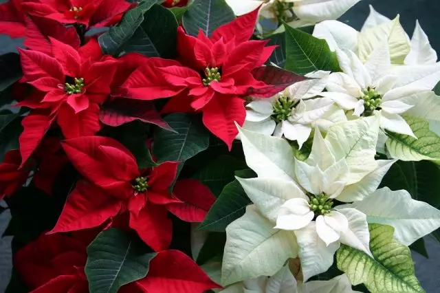 Poinsettia.