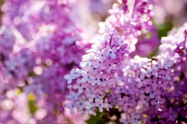 lilac.