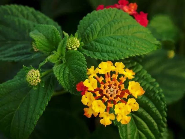 Foto voltada de Lantana