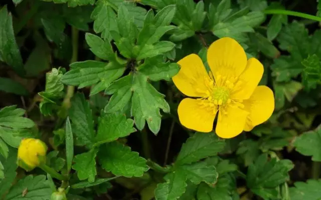 Buttercup caustike pule foto të verbër