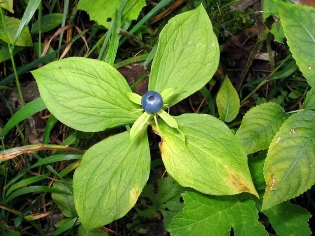 Voroniye Eyes Wolf Berry լուսանկար