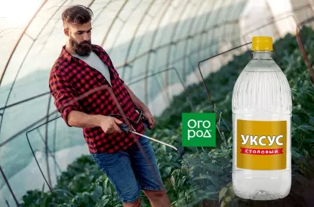 Beste vinterartikler 2018-2019 for vegetabilsk road.com - Har du klart å lese? 10506_13