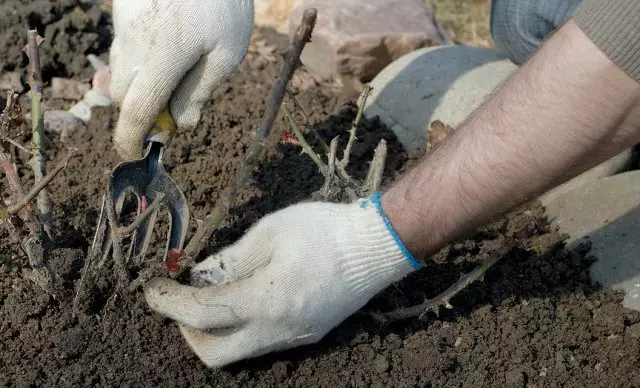 سبزاتي روڊن لاء بهترين سياري جا آرٽيڪل 2018-2019 - ڇا توهان پڙهڻ جو انتظام ڪيو آهي؟ 10506_18