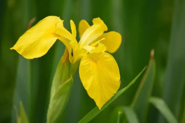 Iris Bolotnaya.