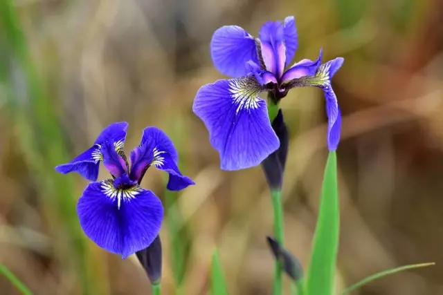 Iris bristly.