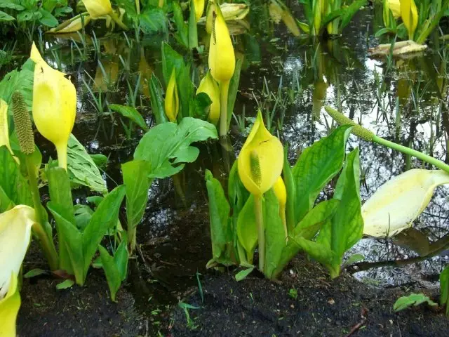 Lysichiton American.