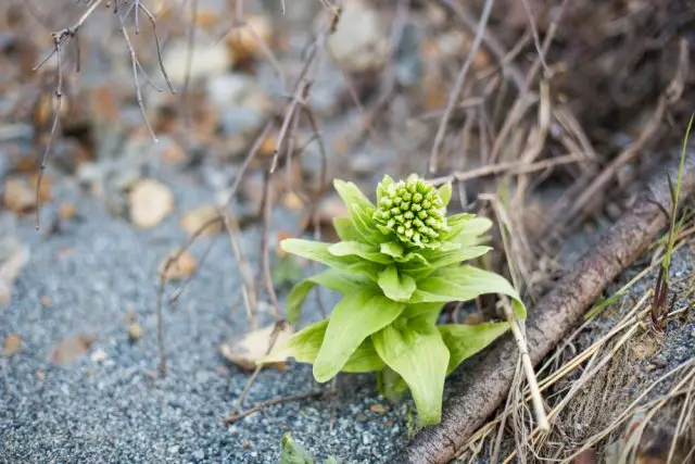 Blondens blomstring