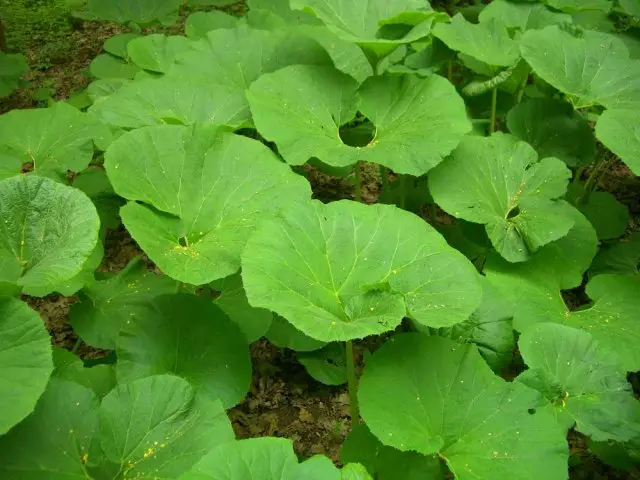 Hojas rubias blancas