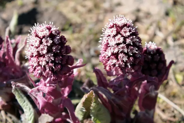 Inflorescence ti amuaradagba ti arabara