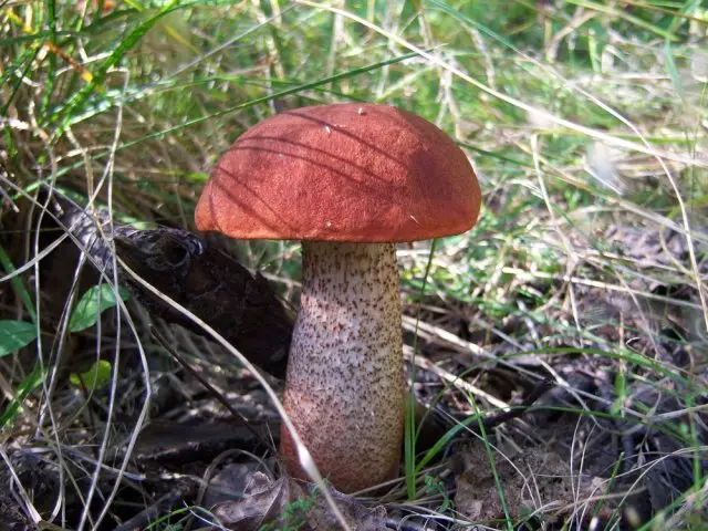 Boletus লাল