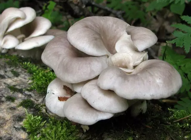 Horno's Oysterkin, Fotografie od MushroomBserver.org, Autor - IV MERLU (MERLU) \ t