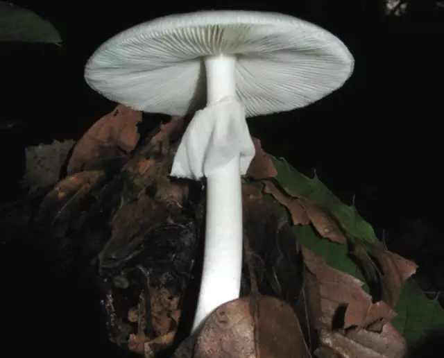 Amanita বসন্ত, Wikiwand.com থেকে ছবি