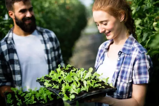 Fertilizzante per piantine