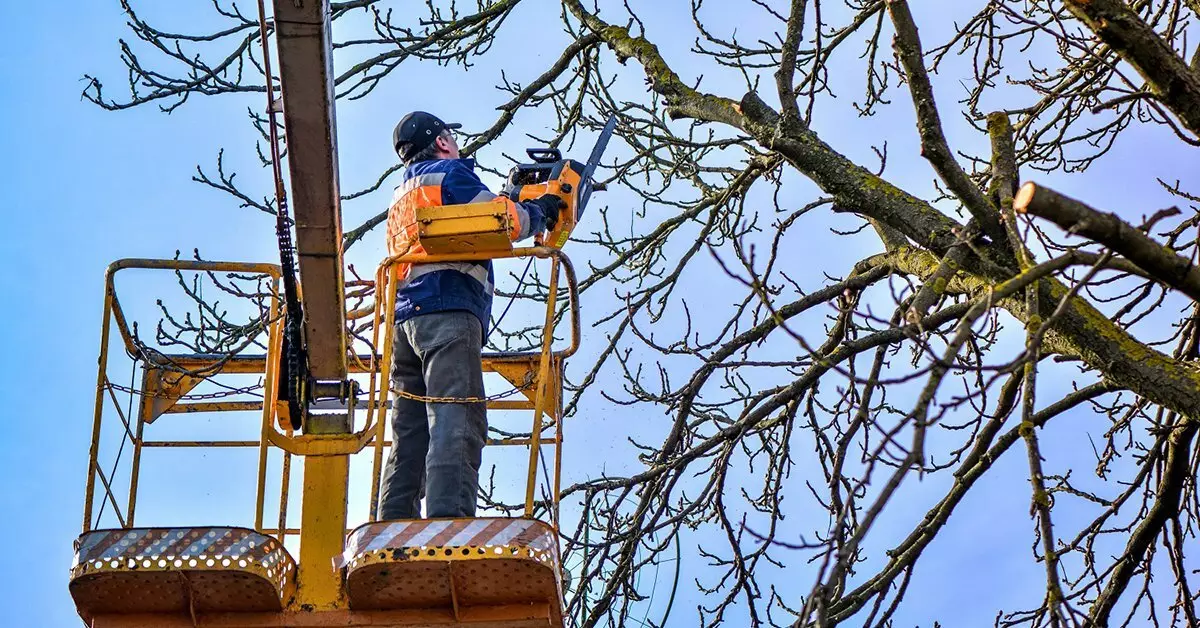 Kompetent Trimming vu Beem - déi Äre Gaart uvertrauen?