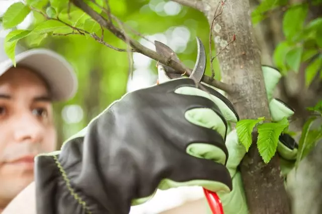 Come tagliare lo specialista degli alberi da frutto