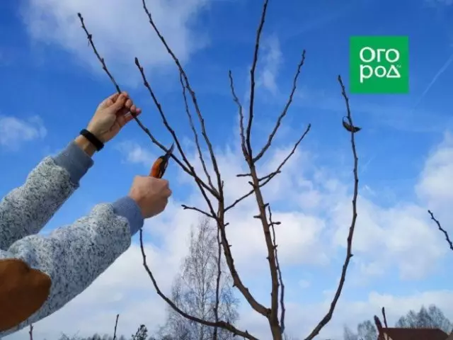 Come tagliare lo specialista degli alberi da frutto