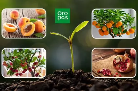 Etu ị ga - esi ahọrọ ma dozie ubetomado na mango 10564_5