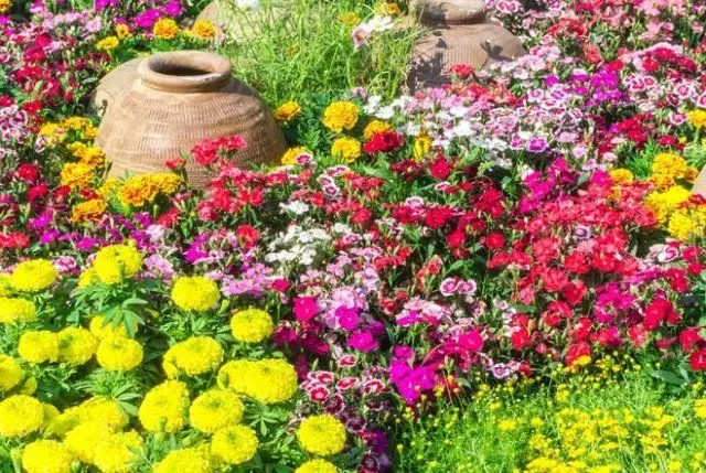 Bright flowerbed