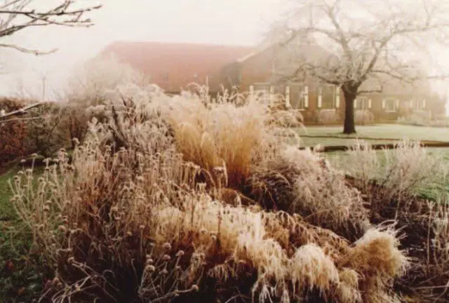 Perennial plants