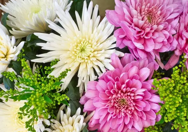 Chrysanthemum