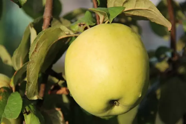 Poma en un arbre