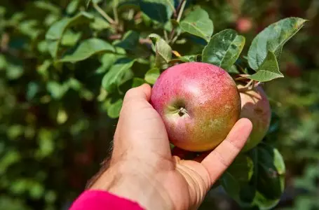 Біздің оқырмандарымыз елдегі өсімдіктер. Үшінші бөлігі 10571_15