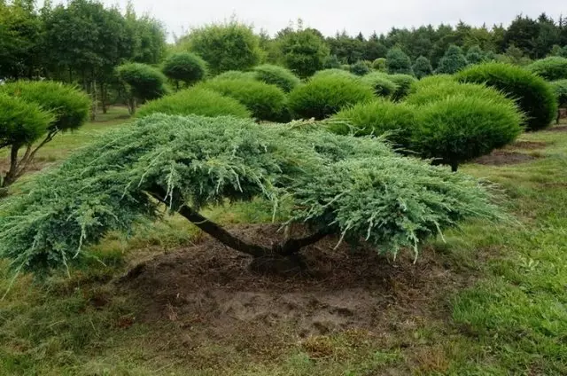 Nivaki: master class su un taglio di capelli di alberi 10573_35