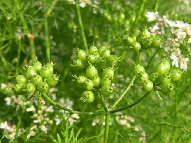 Coriander үрийг хэрхэн цуглуулах вэ