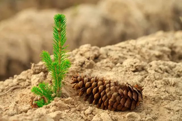 Kumaha ngumpul siki nganggo sareng pinus