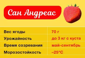 клубніцы Сан Андрэас апісанне