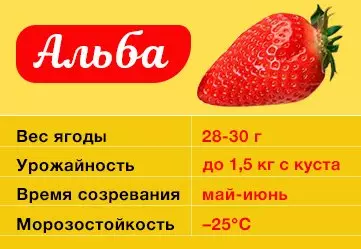 Strawberry Alba Përshkrimi