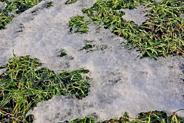 Neige sur la pelouse