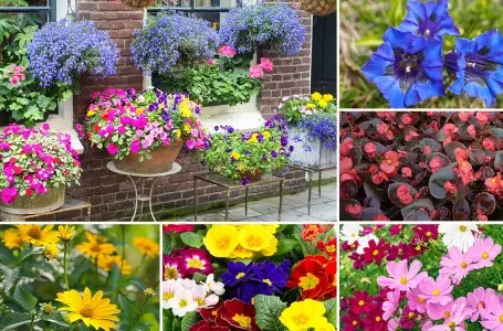 25 raste që duhet të bëhen në kopsht, kopsht dhe shtrat lule në mars 105_66