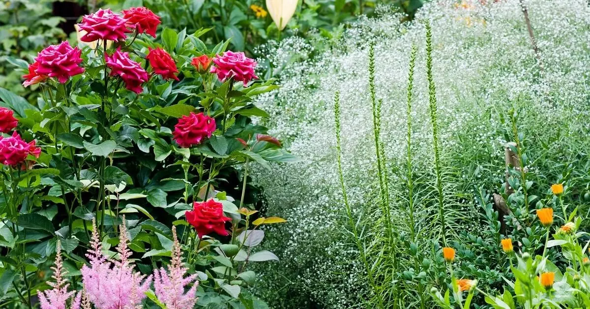 O que plantar ao lado de rosas