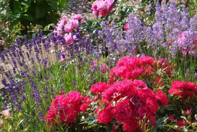 Mawar merah jambu lembut dan raspberi yang besar melihat di kawasan kejiranan dengan bunga ungu dan ungu kecil.