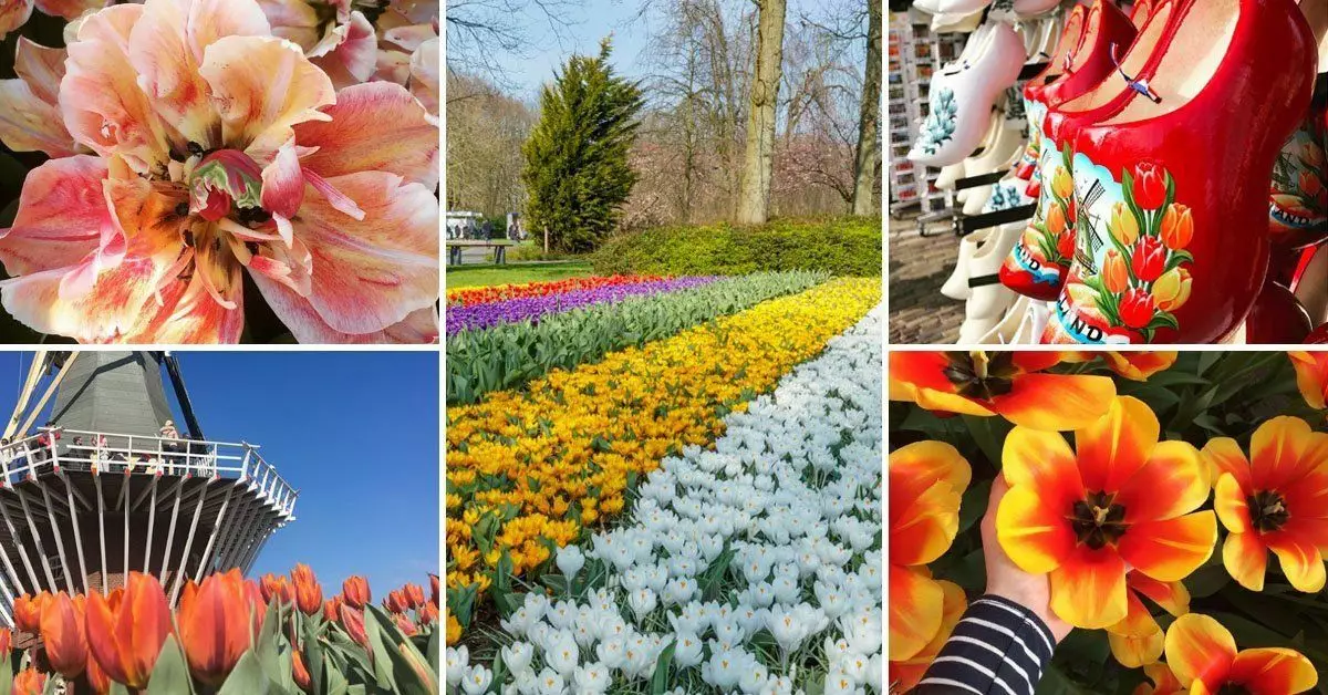 Park Tulips Kökechenhof Ouvert Saison 2017