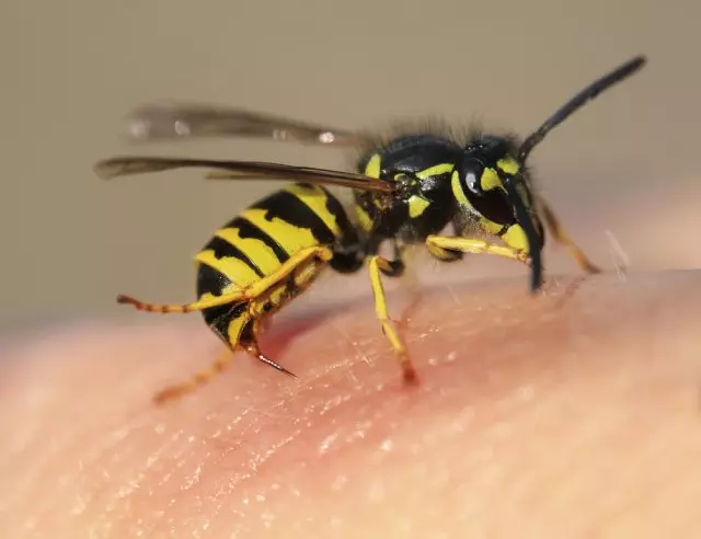 Kako se znebiti gnezda OSIN v rastlinjaku - načine od naših bralcev