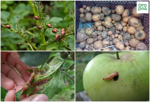 Bagaimana untuk berurusan dengan Colorado Beetle dan buah