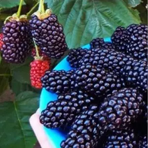 Varieti BlackBerry untuk rantau Moscow - Penilaian Kebun Amatur