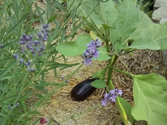 Grădină de flori în grădină de legume