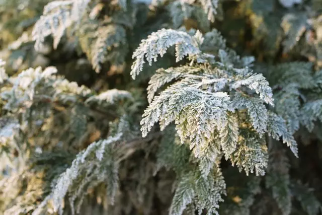 Thuja in frost